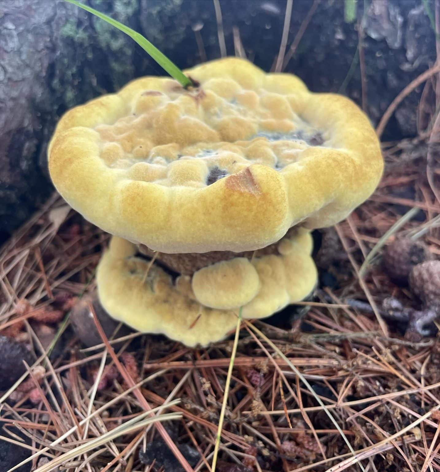 Phaeolus schweinitzii - Dyer's Polypore - Eat The Planet