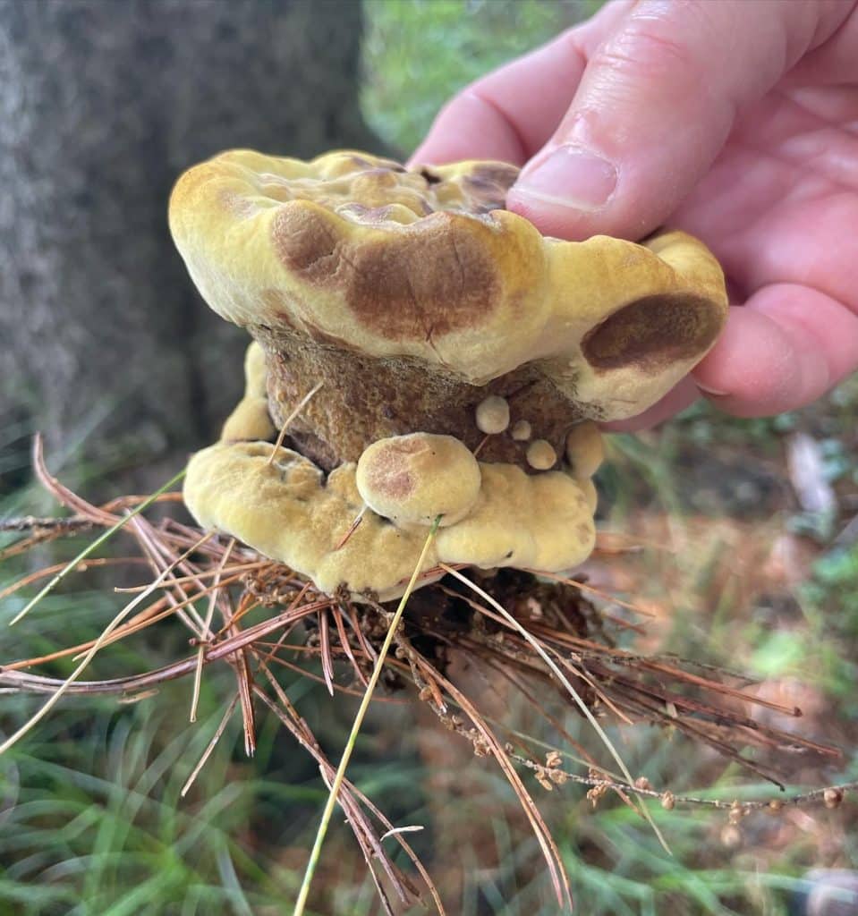 Phaeolus schweinitzii - Dyer's Polypore - Eat The Planet