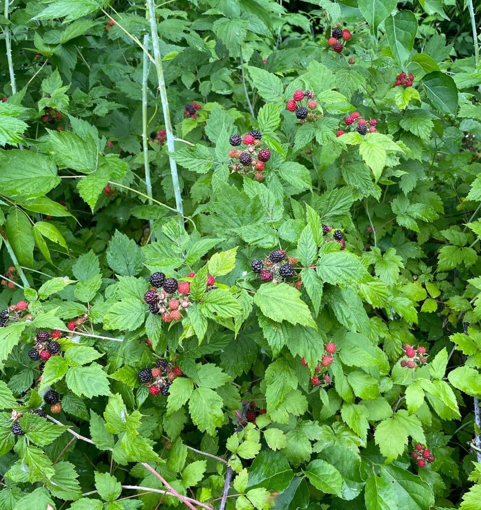 Rubus occidentalis - Black Raspberry - Eat The Planet