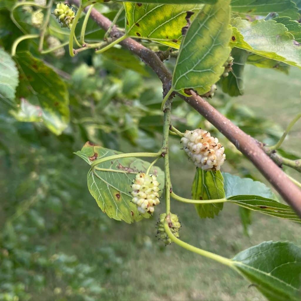 Morus alba - White Mulberry - Eat The Planet