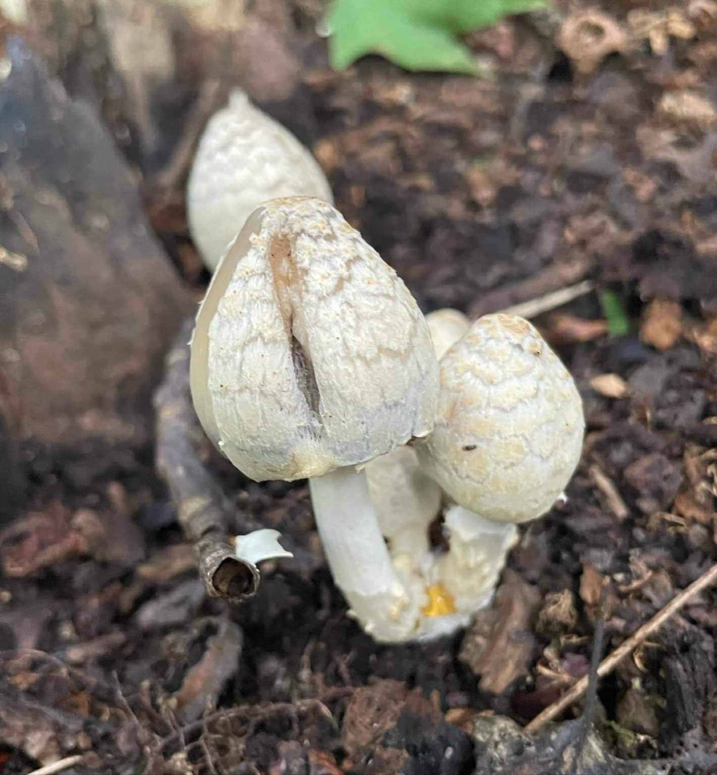 Coprinopsis variegata - Scaly Ink Cap - Eat The Planet