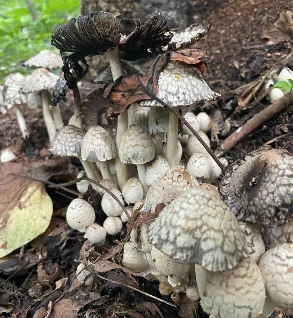 Coprinopsis variegata - Scaly Ink Cap - Eat The Planet