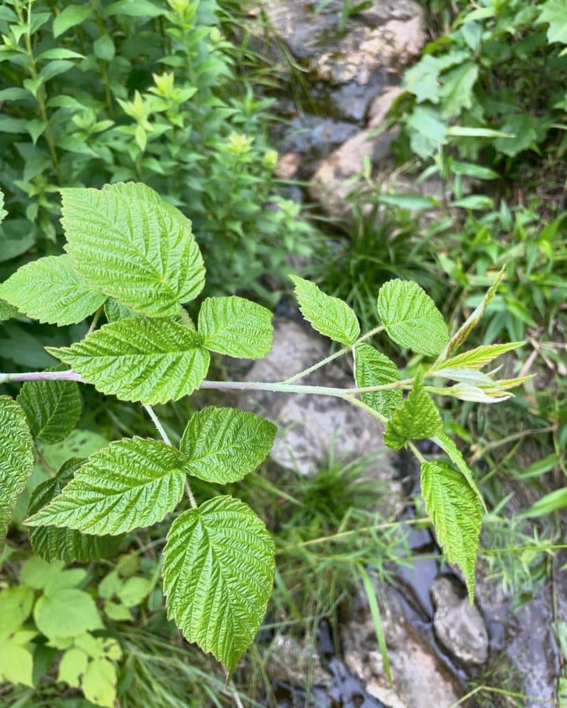 Rubus strigosus - Wild Red Raspberry - Eat The Planet