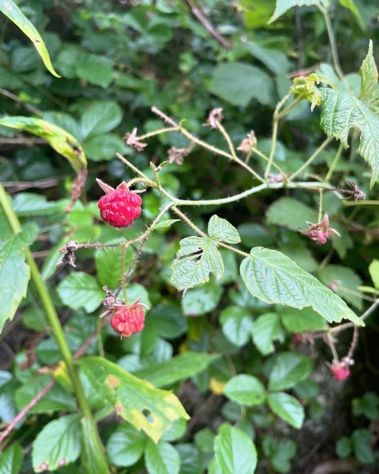 Redroot Pigweed, a Humble and Underrated Wild Edible - Eat The Planet