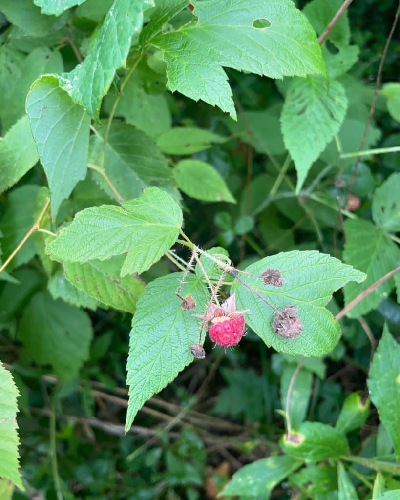 Rubus strigosus - Wild Red Raspberry - Eat The Planet