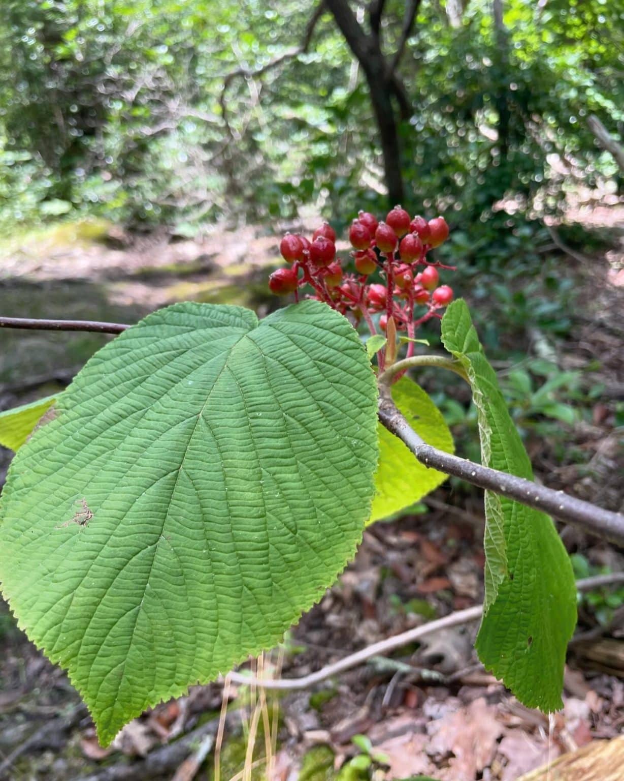 Viburnum lantanoides - Hobblebush - Eat The Planet