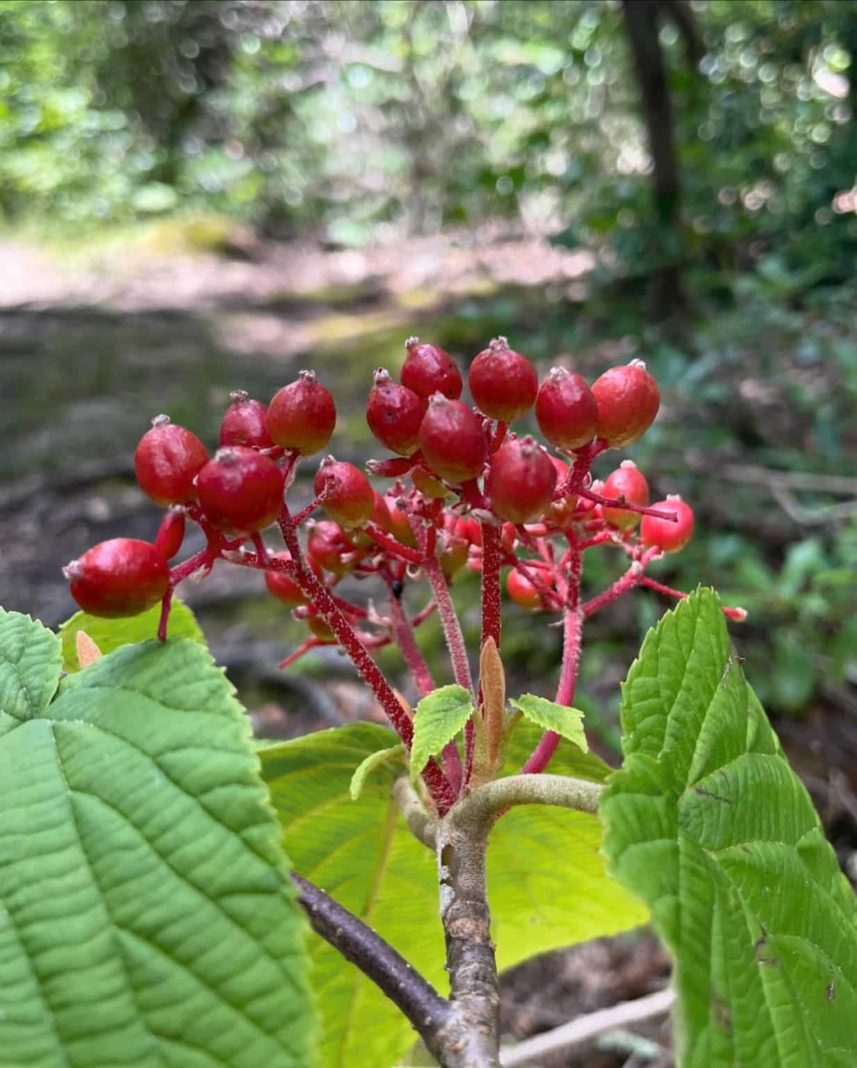 Viburnum lantanoides - Hobblebush - Eat The Planet