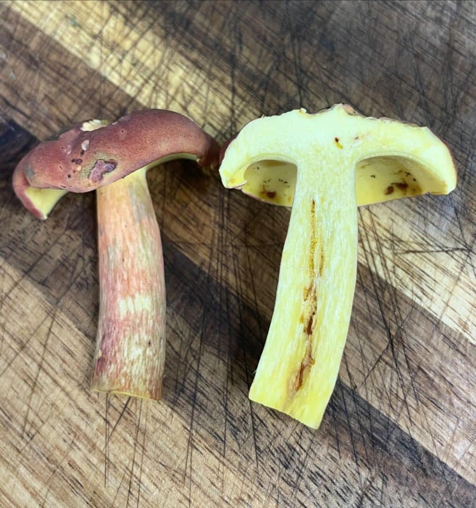 Baorangia bicolor - Bicolor Bolete - Eat The Planet