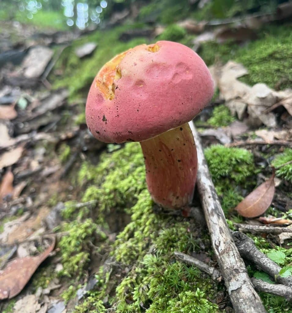 Baorangia bicolor - Bicolor Bolete - Eat The Planet