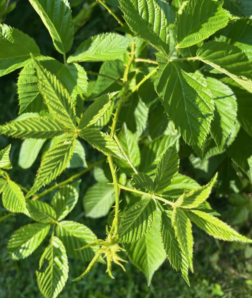 Rubus allegheniensis - Common Blackberry - Eat The Planet
