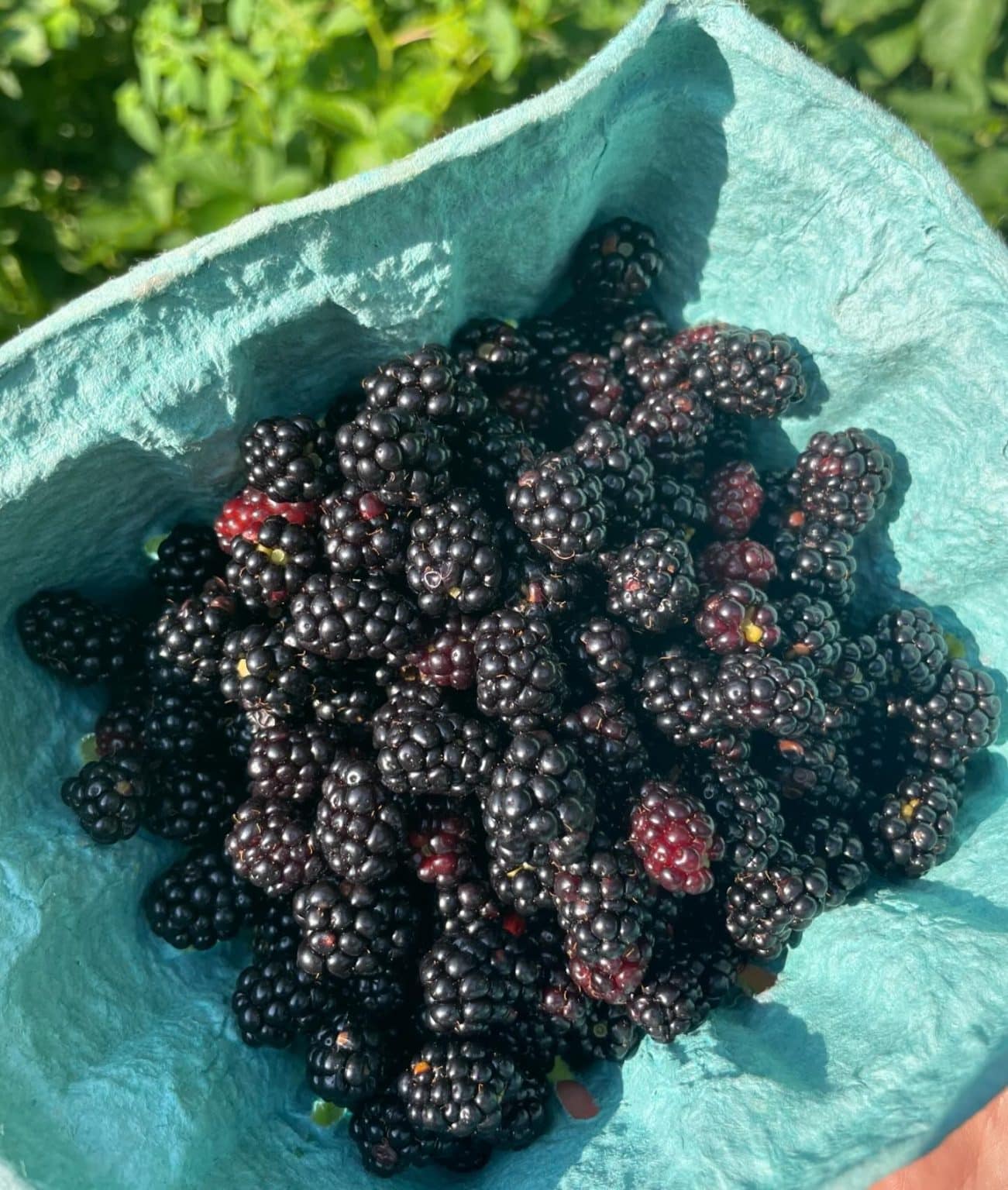 Rubus allegheniensis - Common Blackberry - Eat The Planet