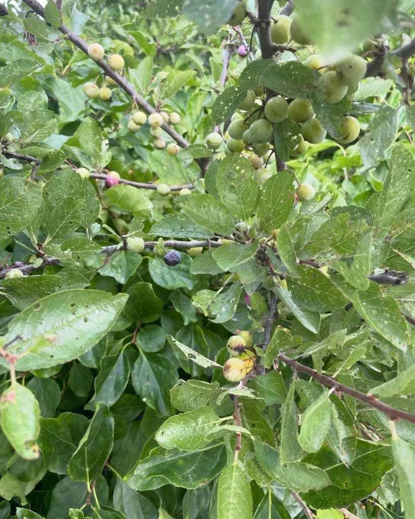 Prunus maritima - Beach Plum - Eat The Planet