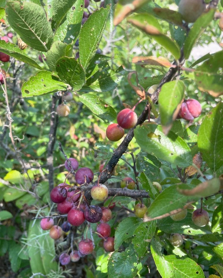 Prunus maritima - Beach Plum - Eat The Planet