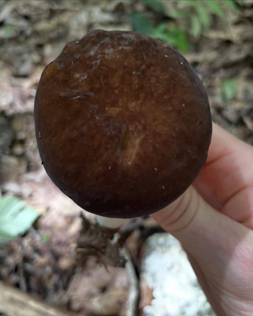 Xanthoconium affine - Eat The Planet