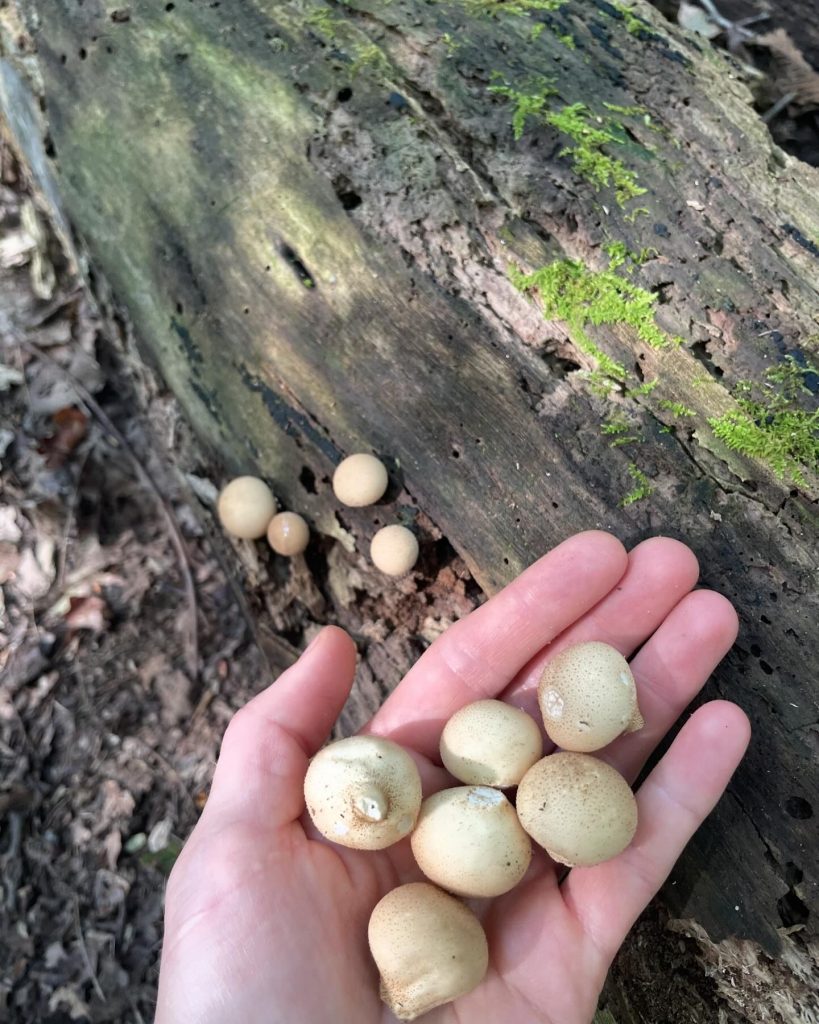 Apioperdon pyriforme - Pear-shaped Puffball - Eat The Planet