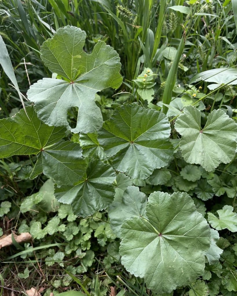 Malva neglecta - Common Mallow - Eat The Planet
