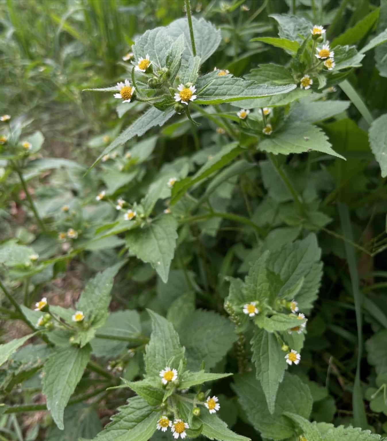 Galinsoga quadriradiata - Common Quickweed - Eat The Planet