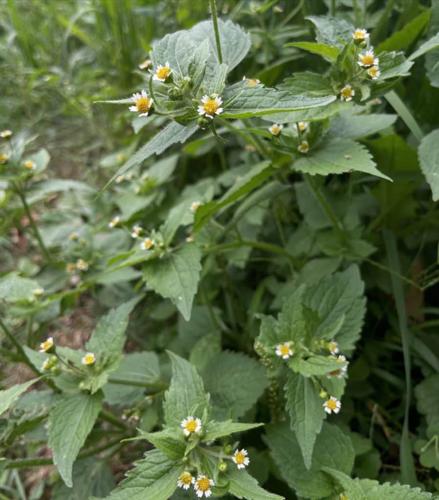 Galinsoga quadriradiata - Common Quickweed - Eat The Planet