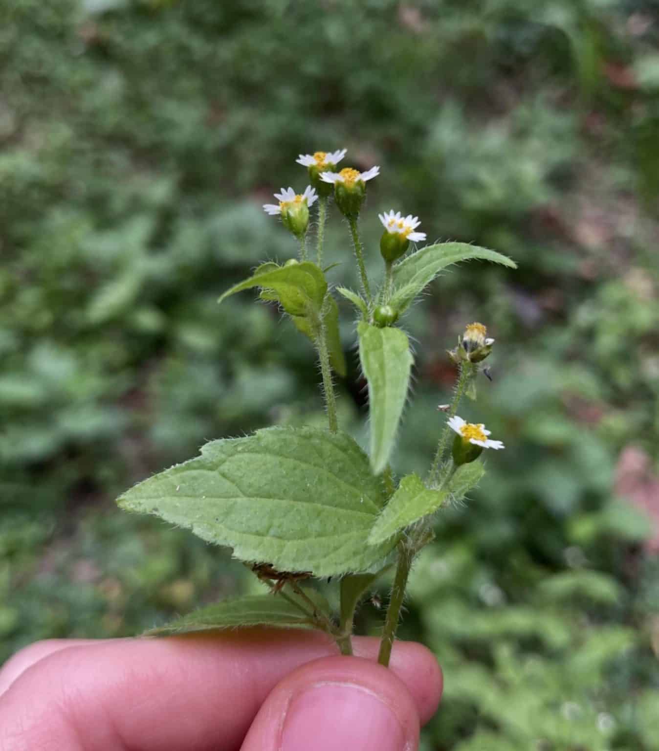 Marsh Mallow, the Sweet Edible that Inspired the Candy - Eat The Planet