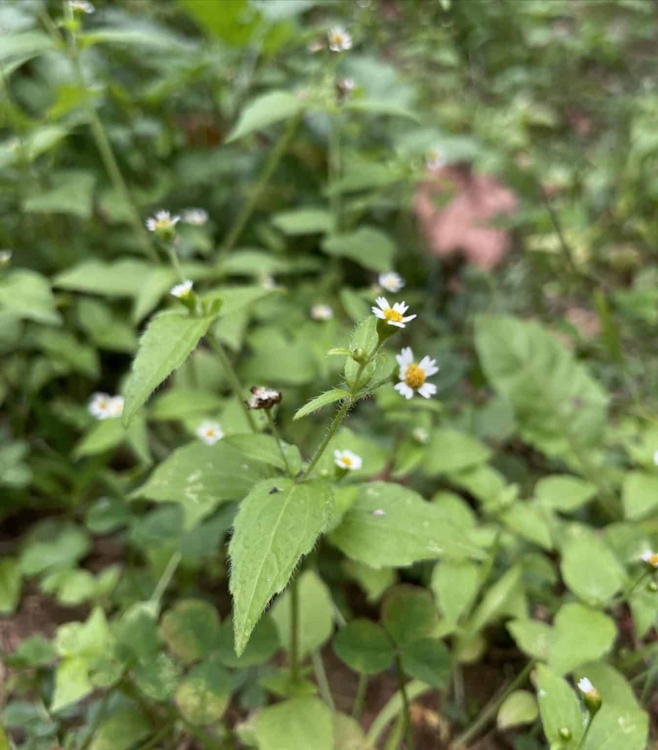 Galinsoga quadriradiata - Common Quickweed - Eat The Planet