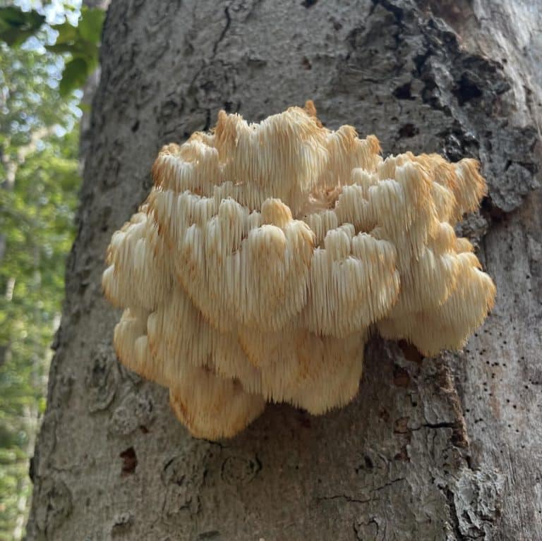 Hericium americanum - Bear's Head Tooth - Eat The Planet