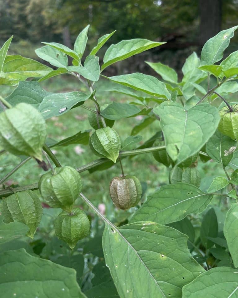 US Foraging Tours, Classes and Groups Near You - Eat The Planet