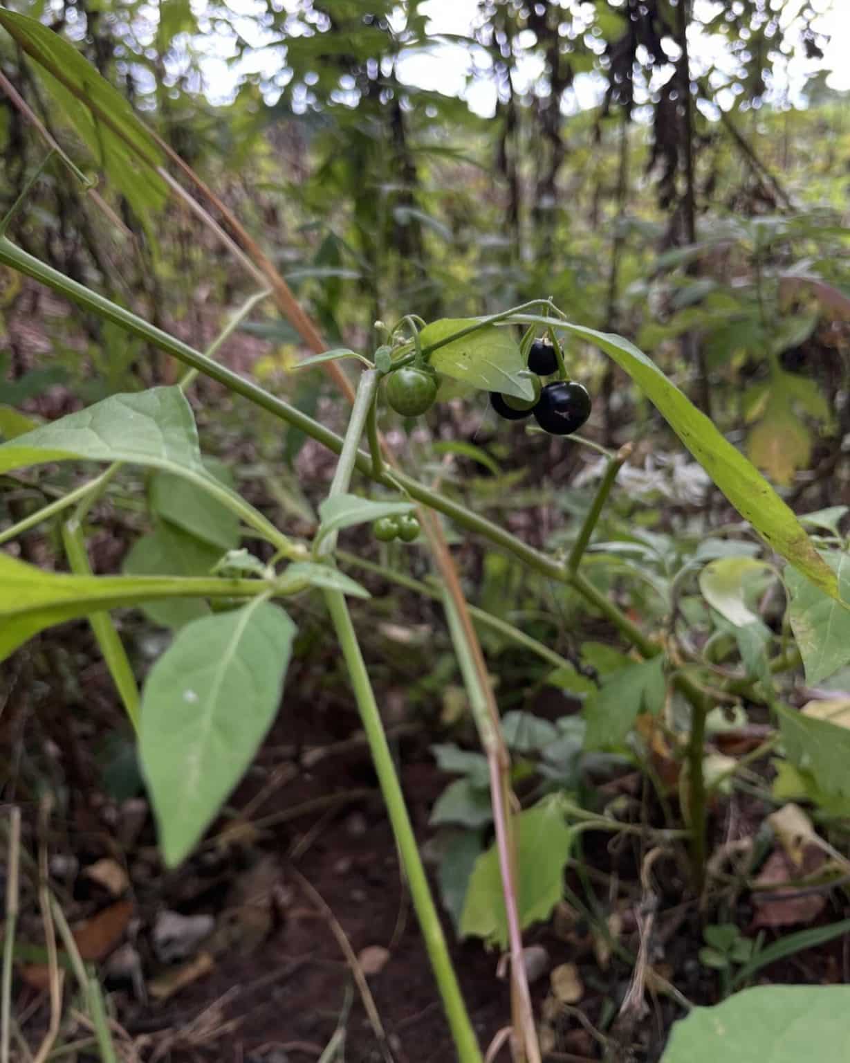 Solanum nigrum complex - Black nightshade - Eat The Planet