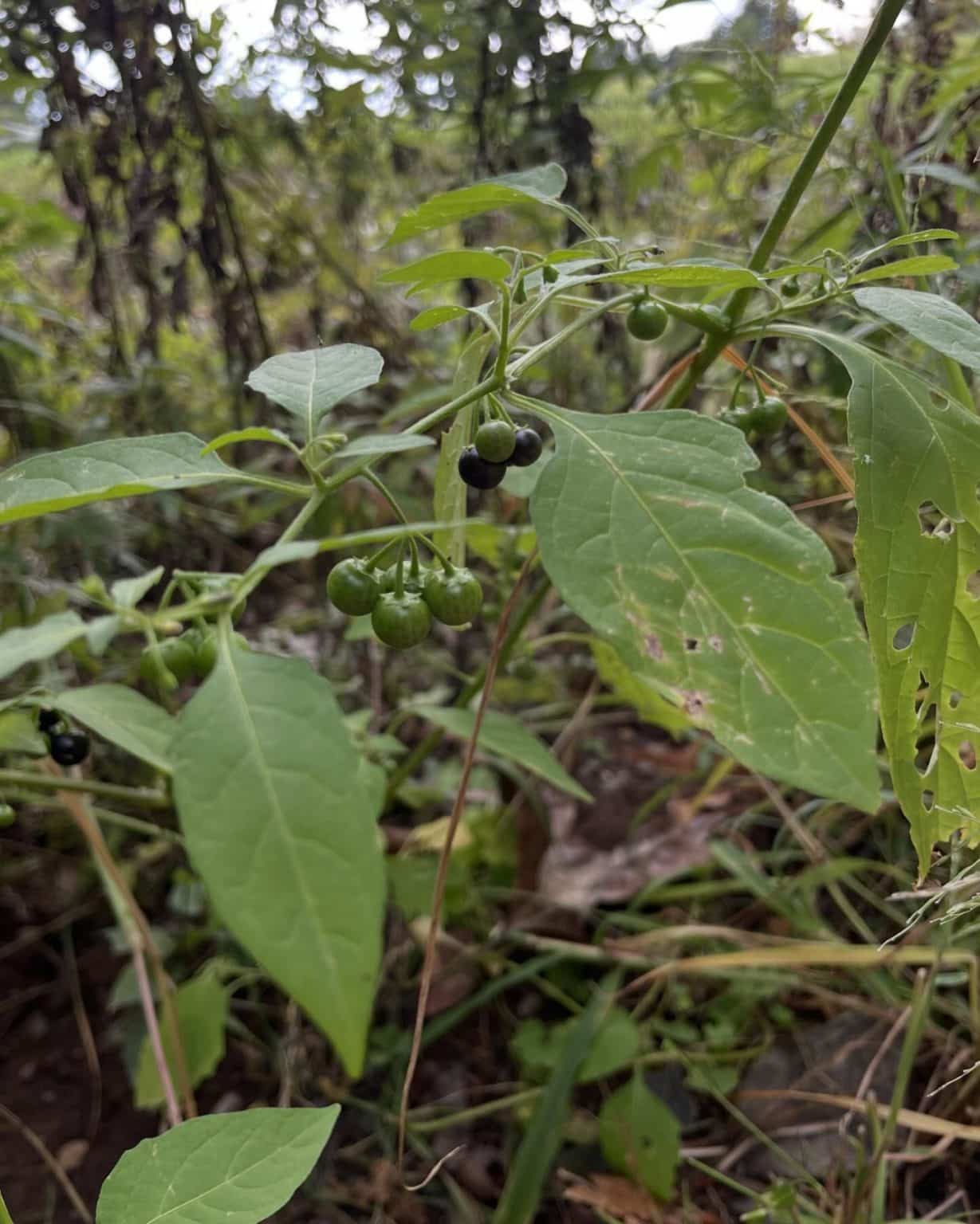 Solanum nigrum complex - Black nightshade - Eat The Planet