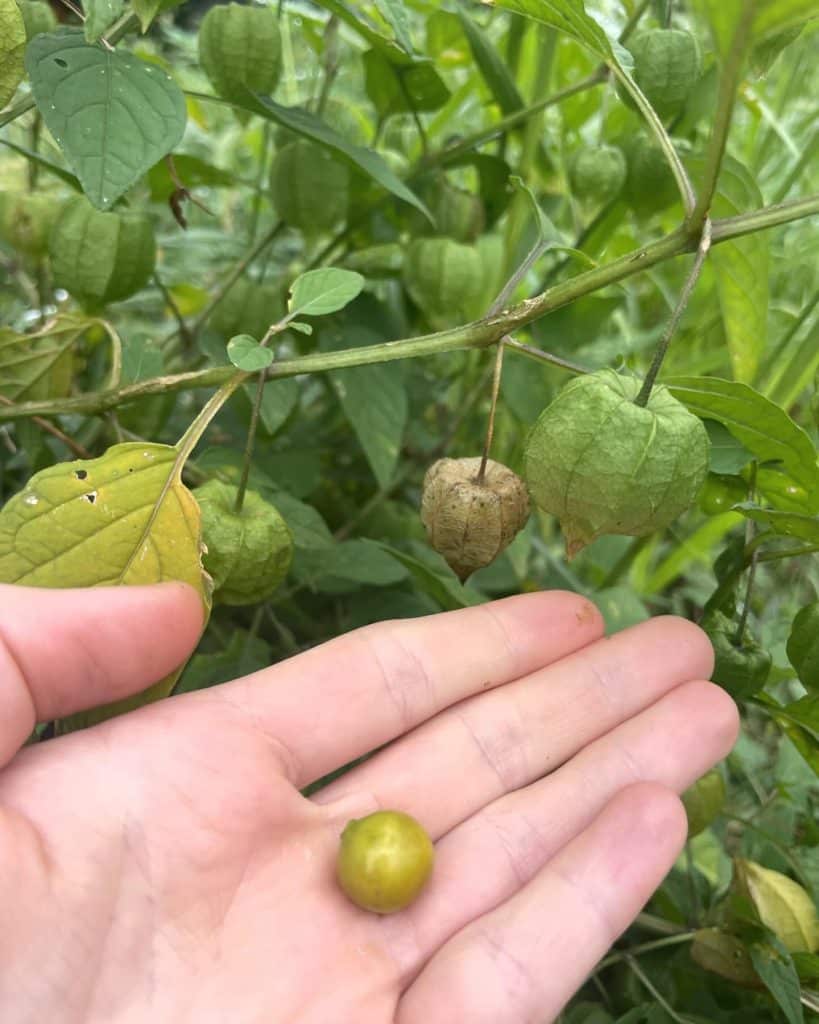 Physalis spp. - Ground cherry - Eat The Planet