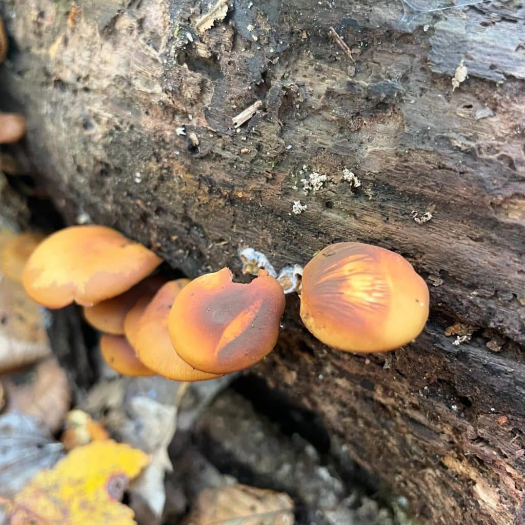 Galerina marginata - Deadly Galerina - Eat The Planet