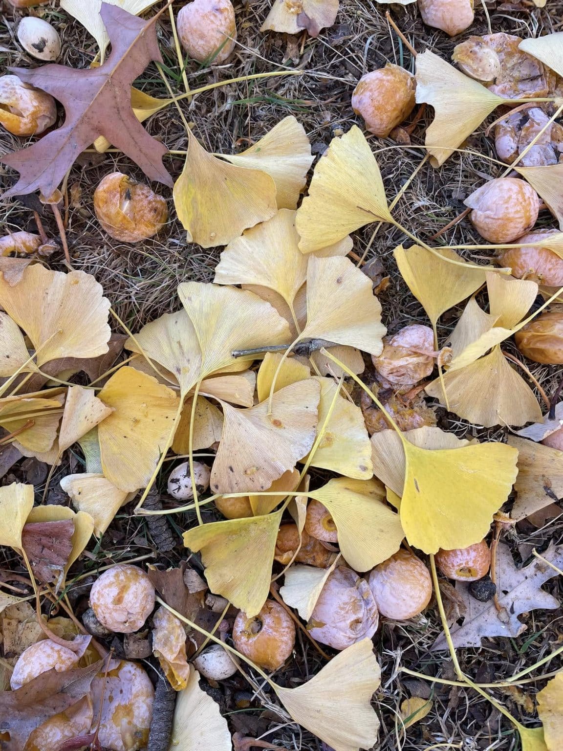 Ground Ivy, an Aromatic, Evergreen Wild Edible - Eat The Planet