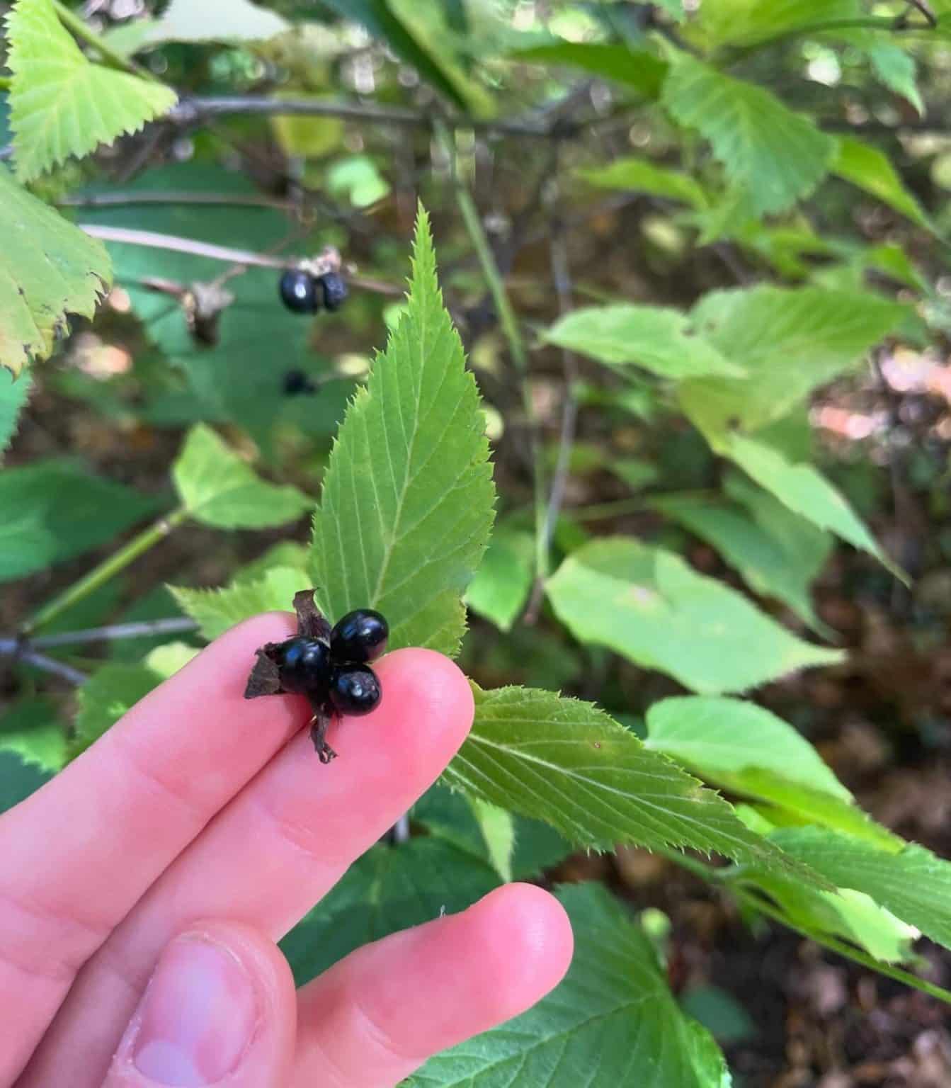 Rubus spp. - Dewberries - Eat The Planet