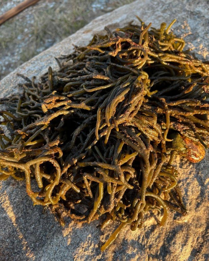 Codium fragile - Dead Man's Fingers - Eat The Planet