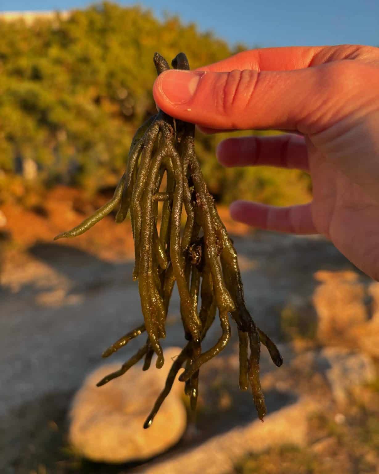 Codium fragile - Dead Man's Fingers - Eat The Planet