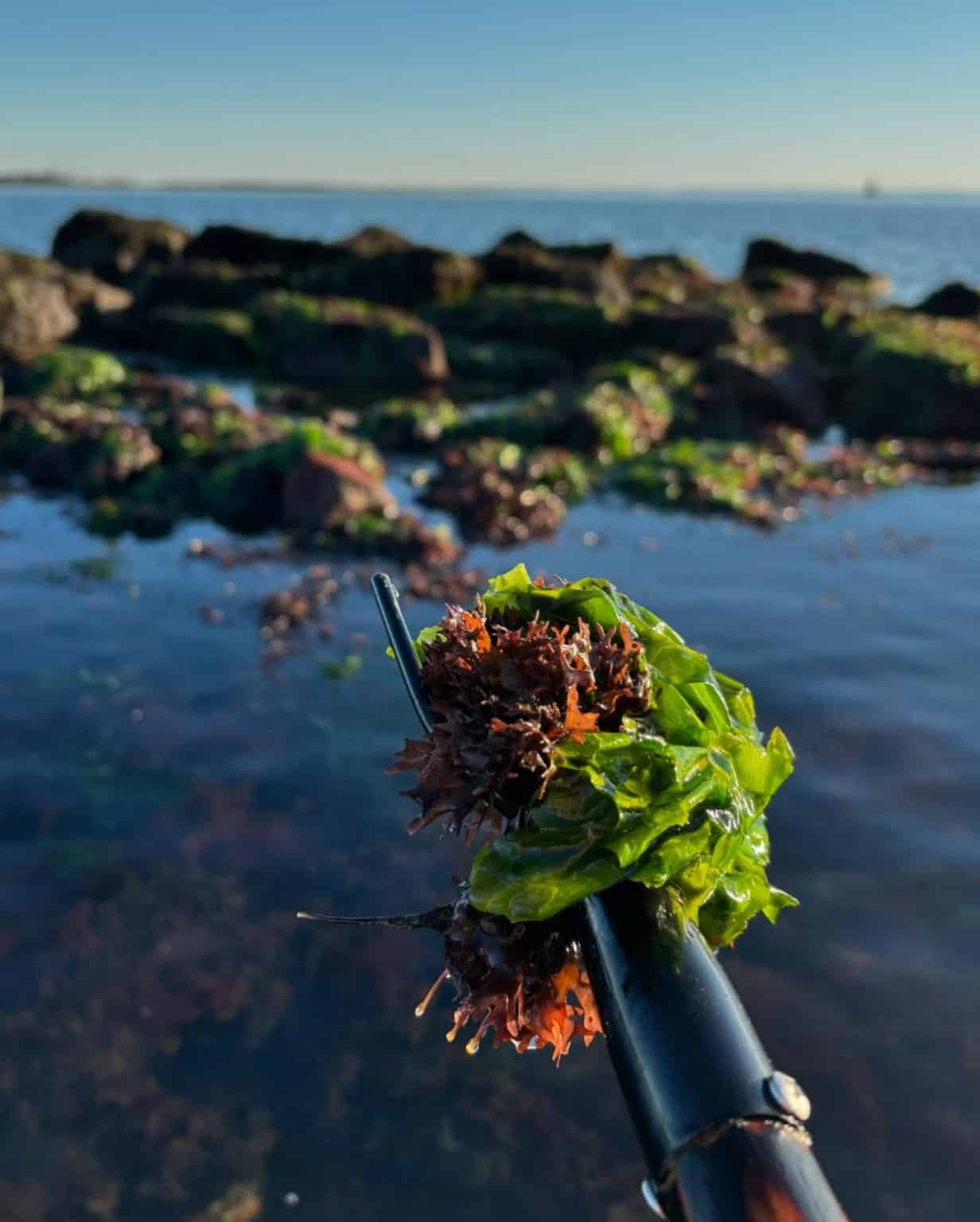 Ulva spp. - Sea lettuce - Eat The Planet