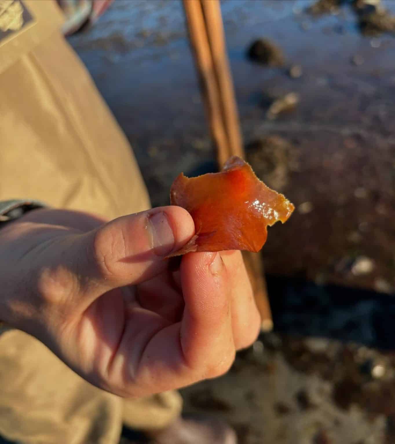 Grateloupia turuturu - Devil's Tongue Weed - Eat The Planet