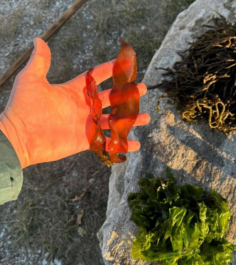 Grateloupia turuturu - Devil's Tongue Weed - Eat The Planet