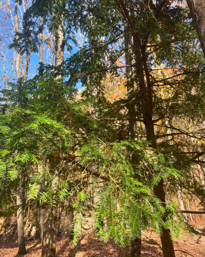 Taxus canadensis - Canada Yew - Eat The Planet