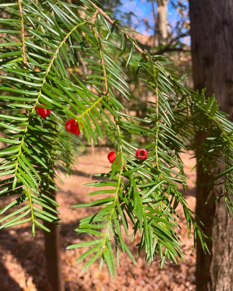 Taxus canadensis - Canada Yew - Eat The Planet