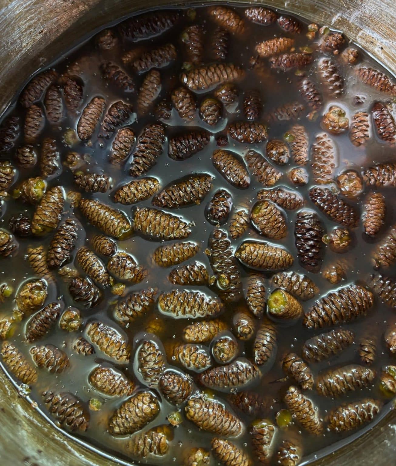 Pinus strobus - Eastern White Pine - Eat The Planet