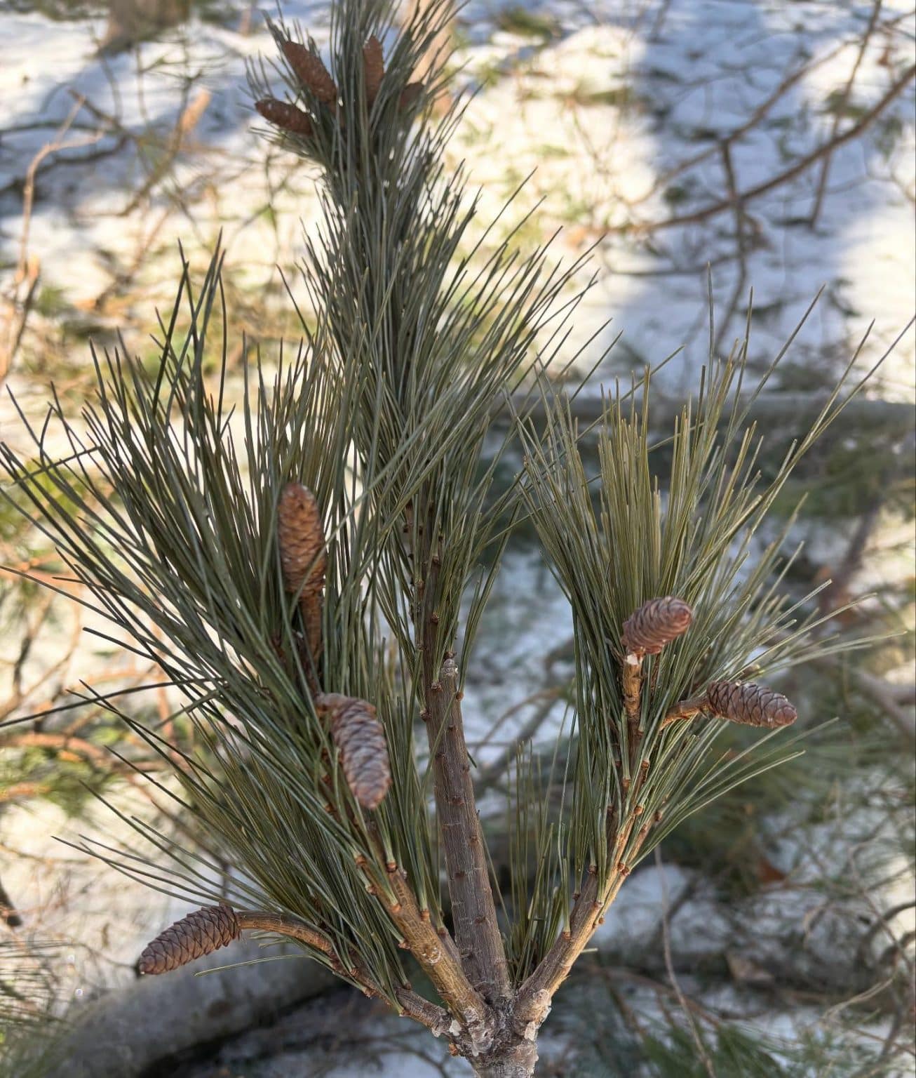 Pinus strobus - Eastern White Pine - Eat The Planet