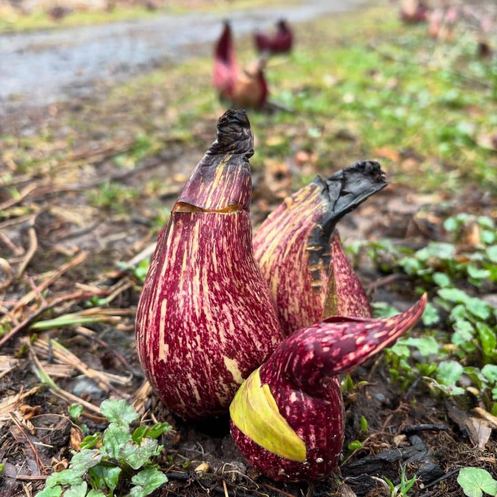 Symplocarpus foetidus - Skunk Cabbage - Eat The Planet
