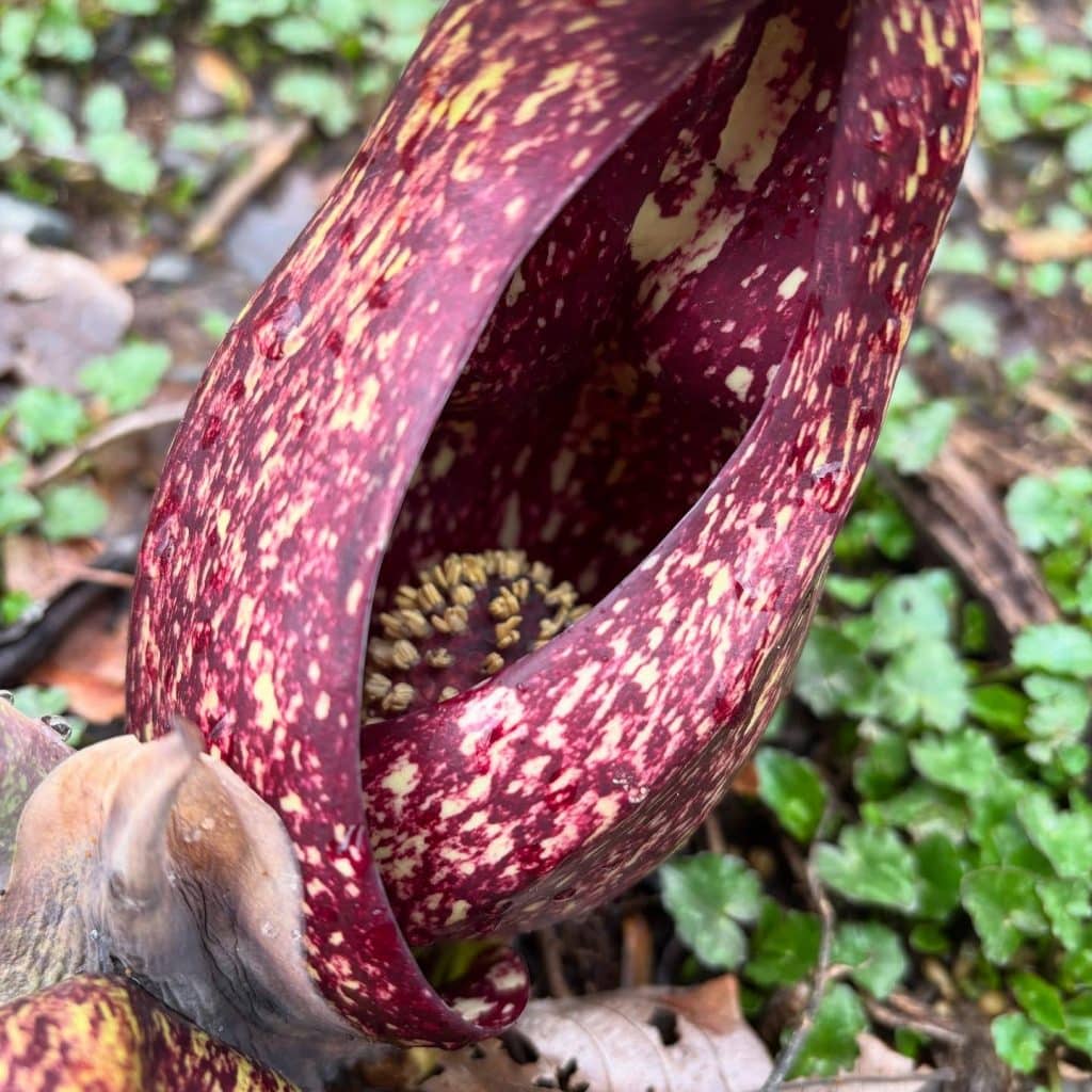 Symplocarpus foetidus - Skunk Cabbage - Eat The Planet