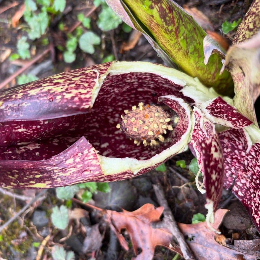 Symplocarpus foetidus - Skunk Cabbage - Eat The Planet