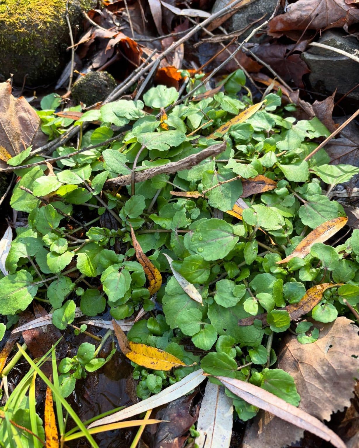 Salicornia virginica, the Wild Pickle - Eat The Planet
