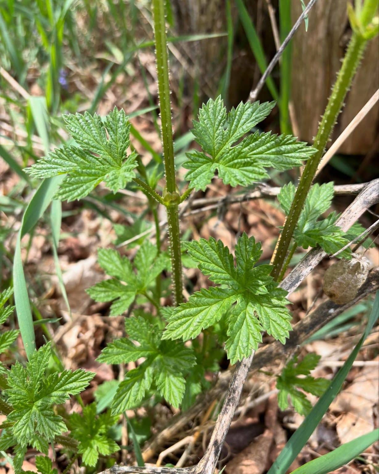 Humulus lupulus - Common Hops - Eat The Planet