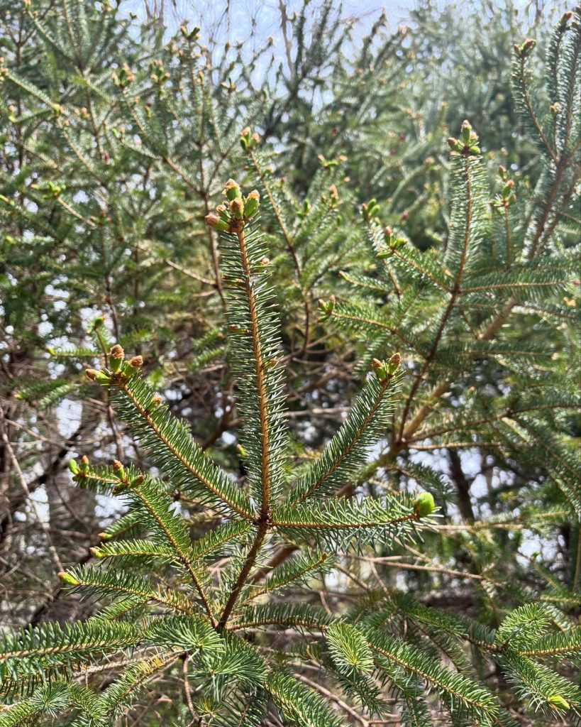 Picea glauca - White Spruce - Eat The Planet