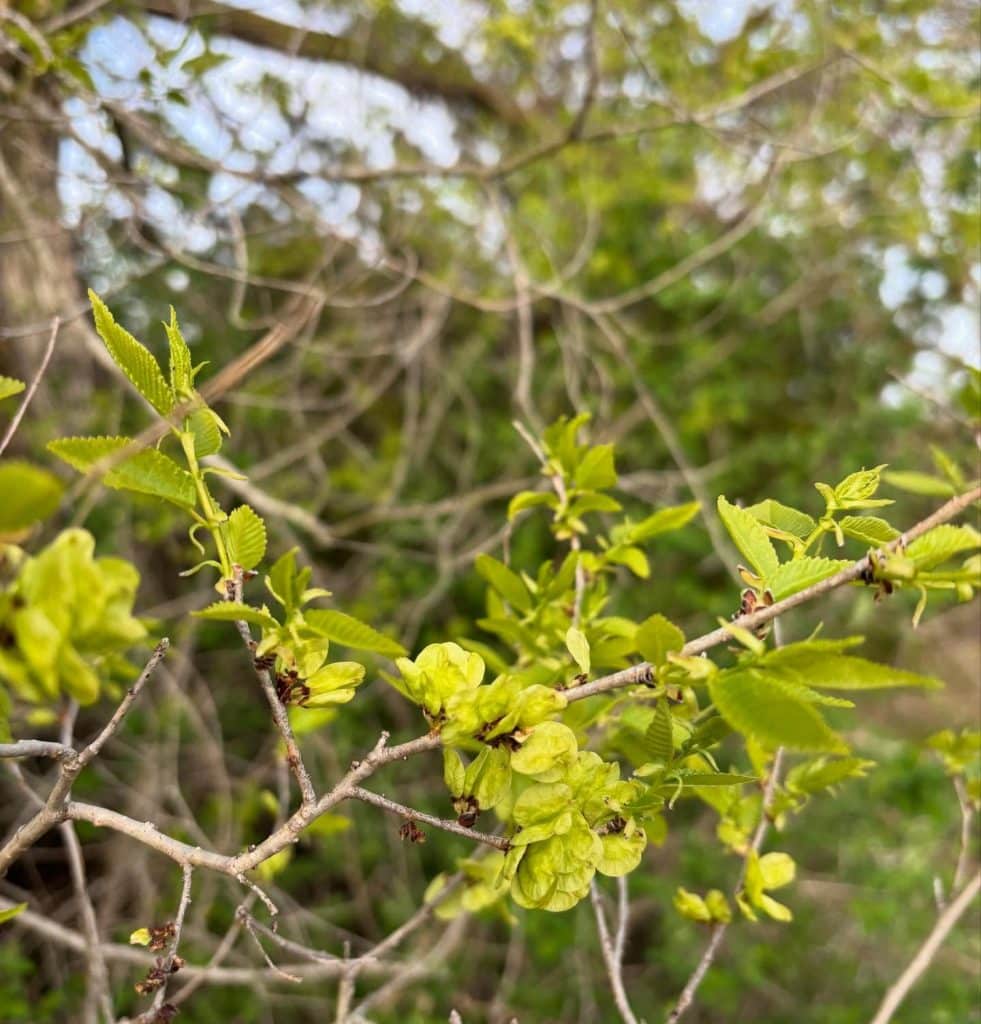 Ulmus pumila - Siberian Elm - Eat The Planet