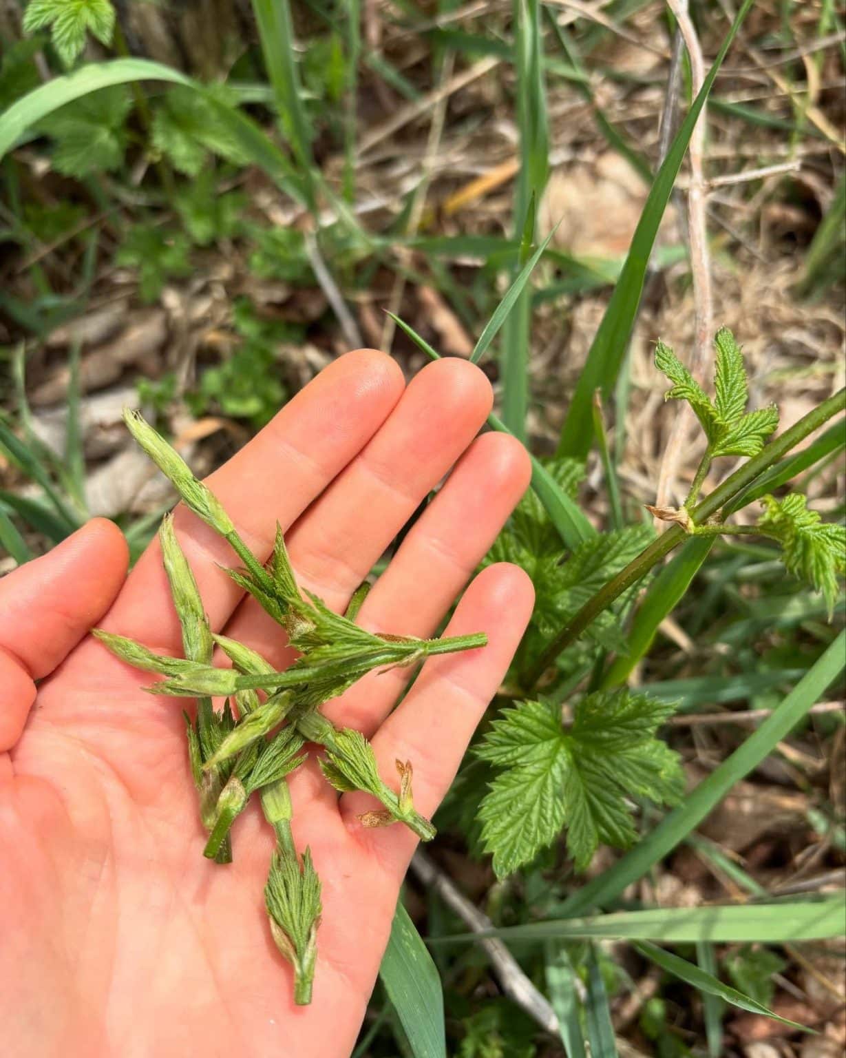 Humulus lupulus - Common Hops - Eat The Planet
