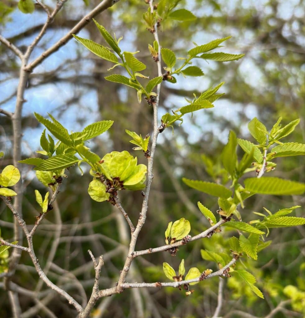 Ulmus pumila - Siberian Elm - Eat The Planet